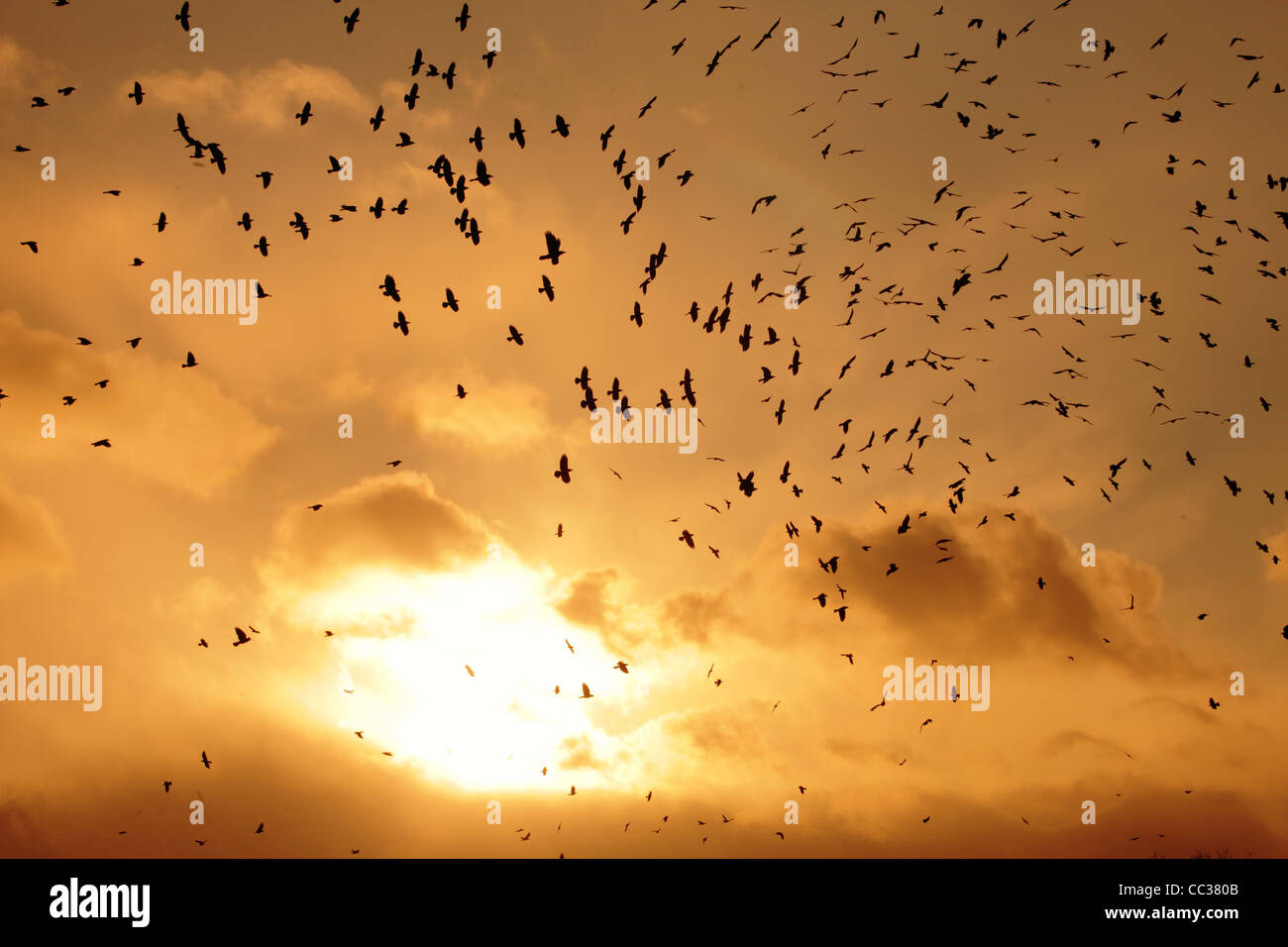 Crows flocking against a winter sky Stock Photo - Alamy