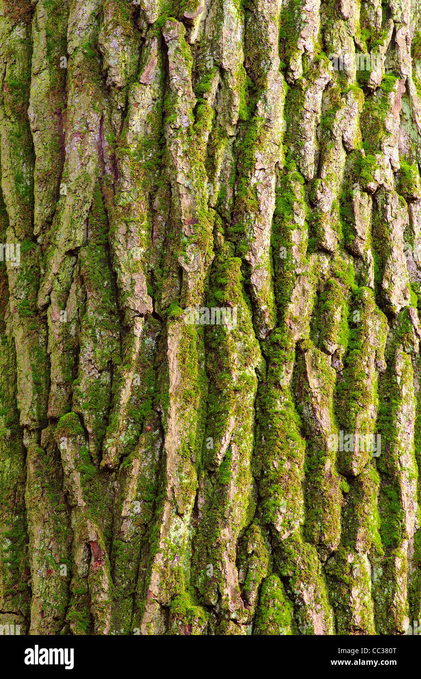 Old oak tree trunk covered with algae and moss Quercus robur Stock ...