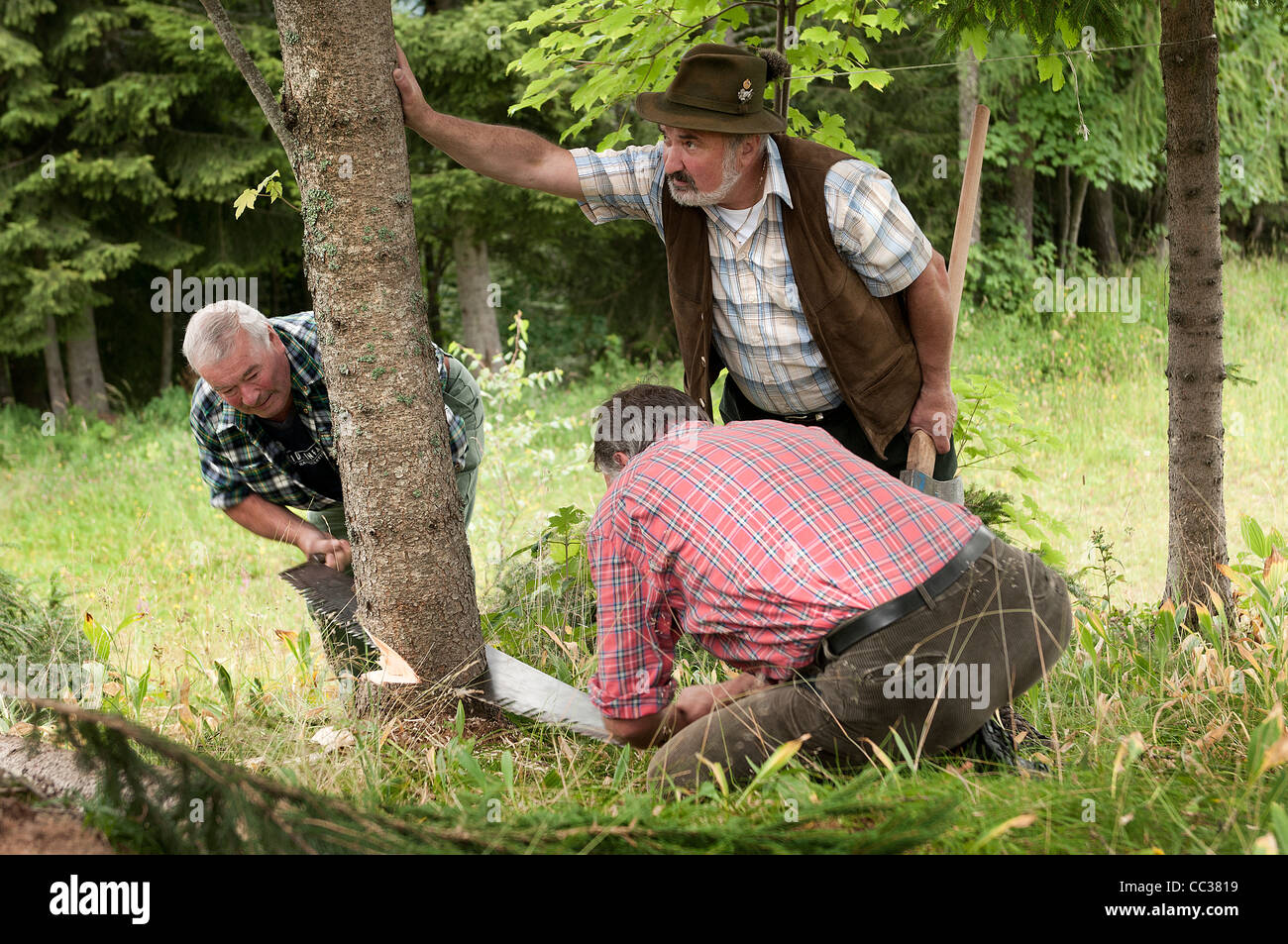 lumberjacks cut trees in the woods Stock Photo - Alamy