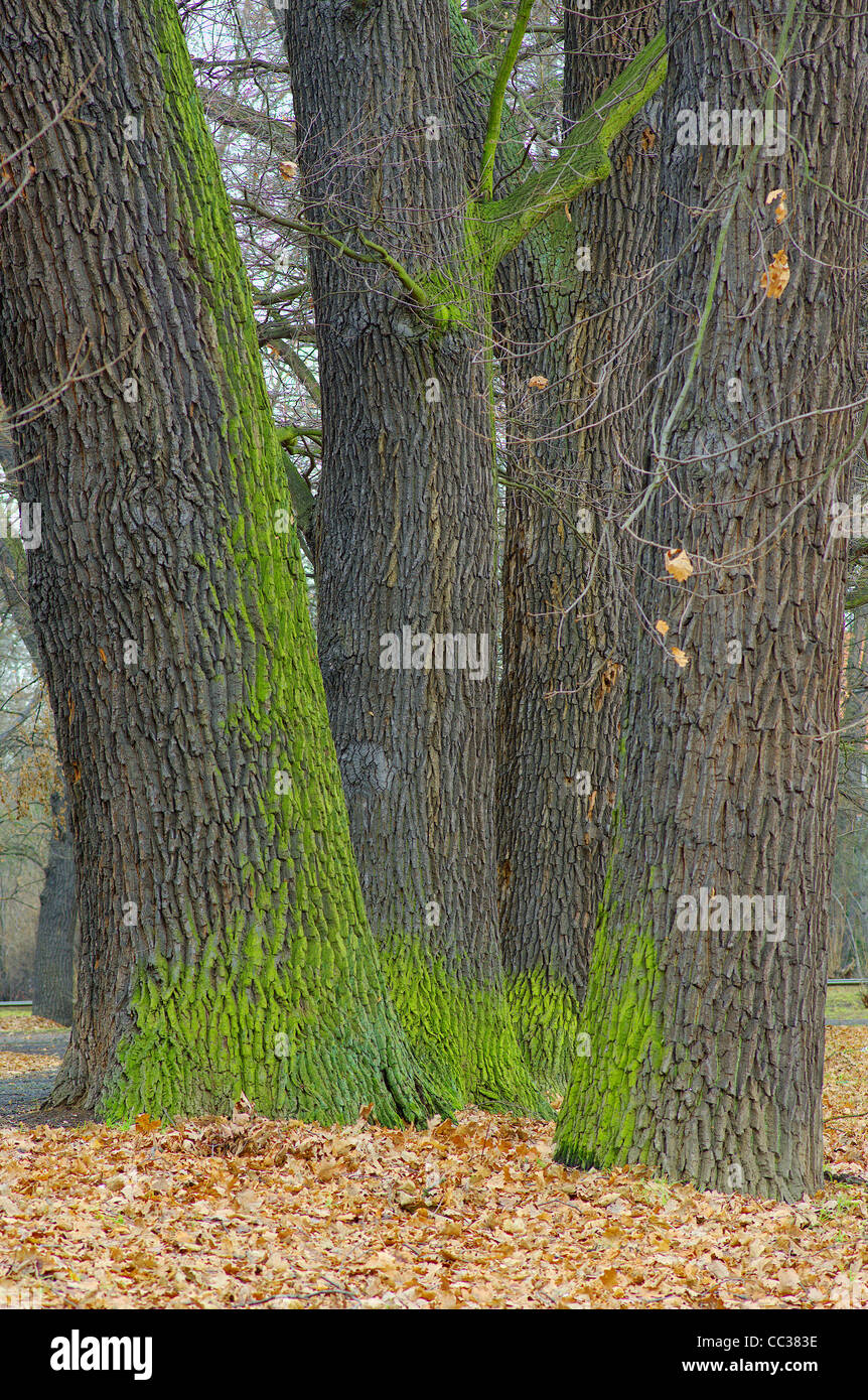 Old oak trees trunks Quercus robur Stock Photo - Alamy