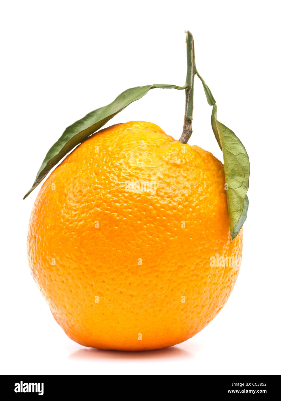 Big veins Cut Out Stock Images & Pictures - Alamy