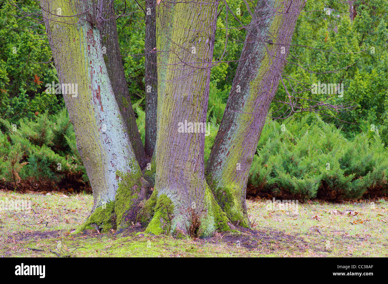 Old lime tree trunks Tilia cordata Stock Photo - Alamy