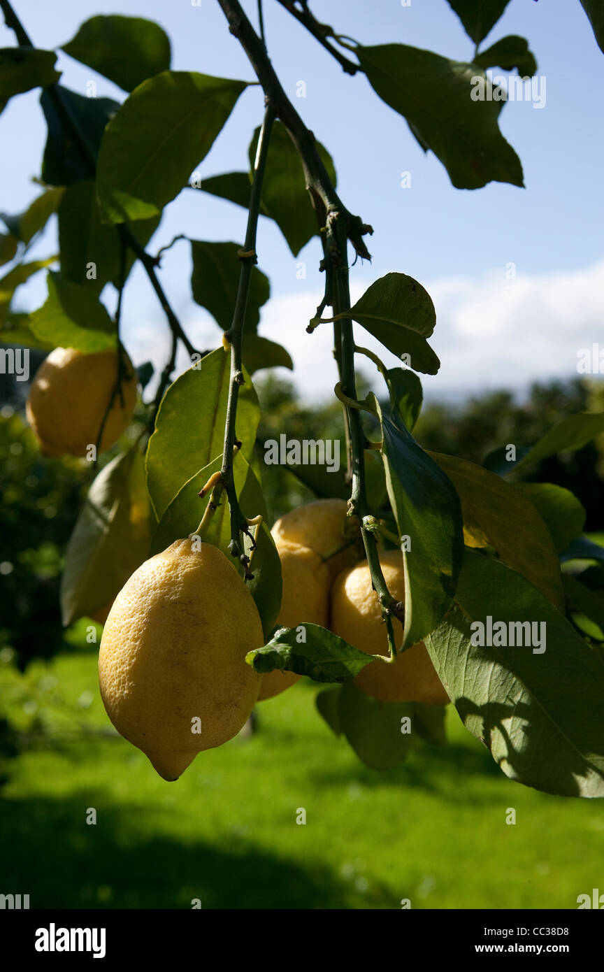 Lemon tree, Sicily, Italy Stock Photo - Alamy