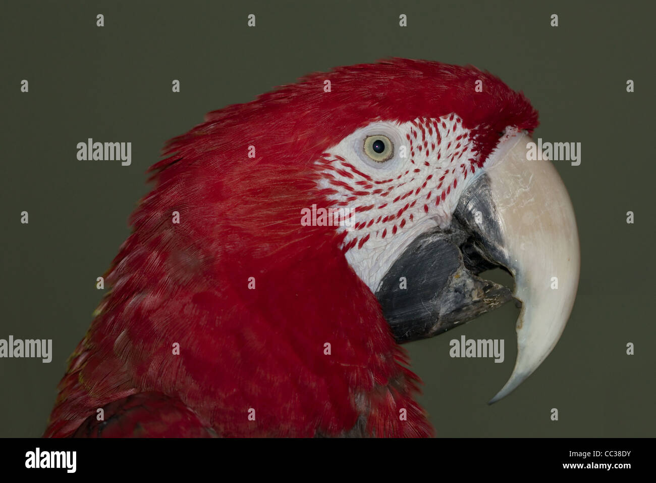 Parrot, Lat. Ara chloroptera Stock Photo - Alamy