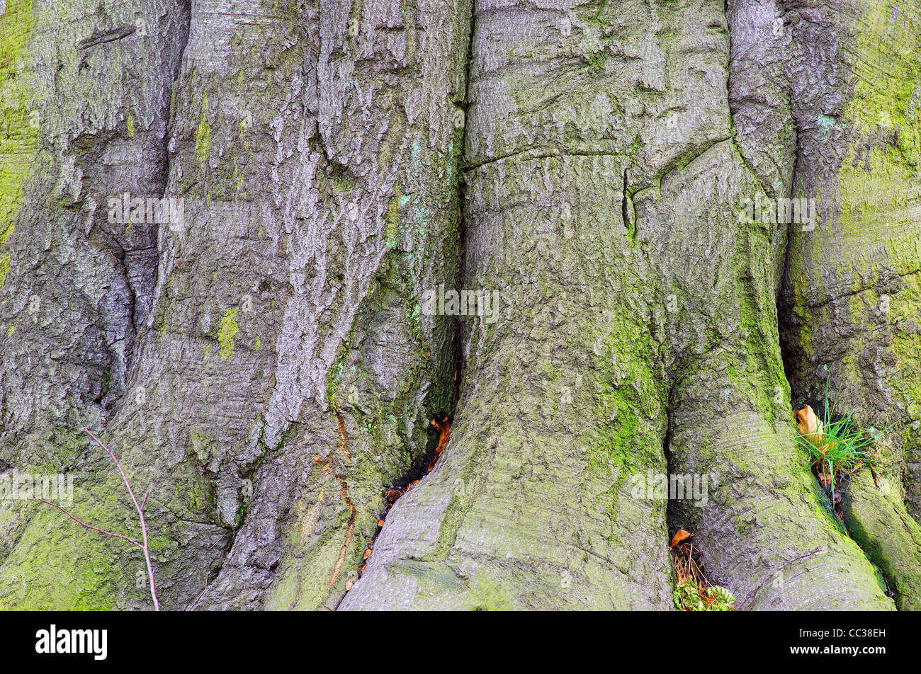Old beech tree trunk covered with algae Fagus sylvatica Stock Photo - Alamy
