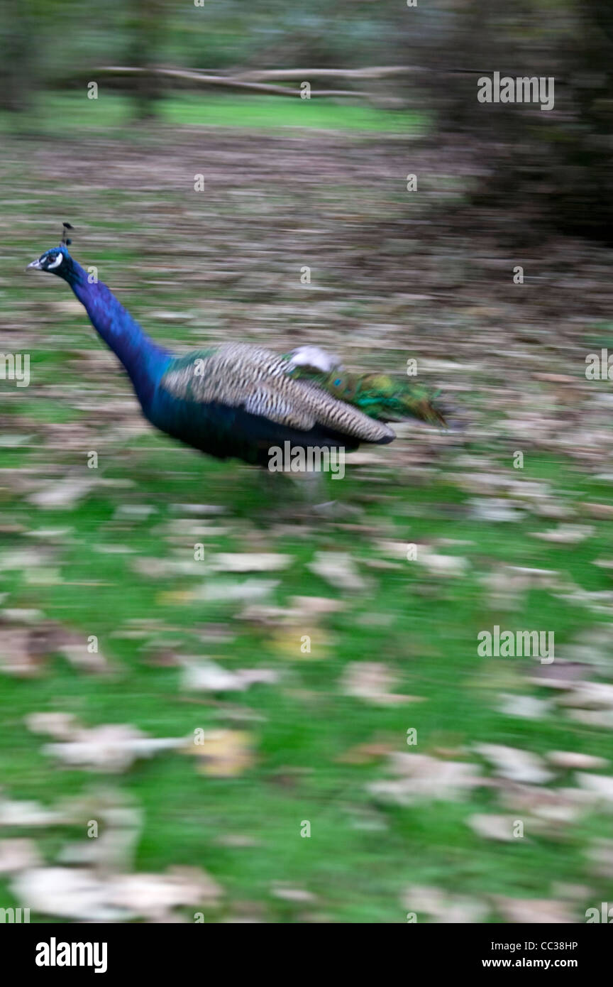 Peacock running in park Stock Photo - Alamy