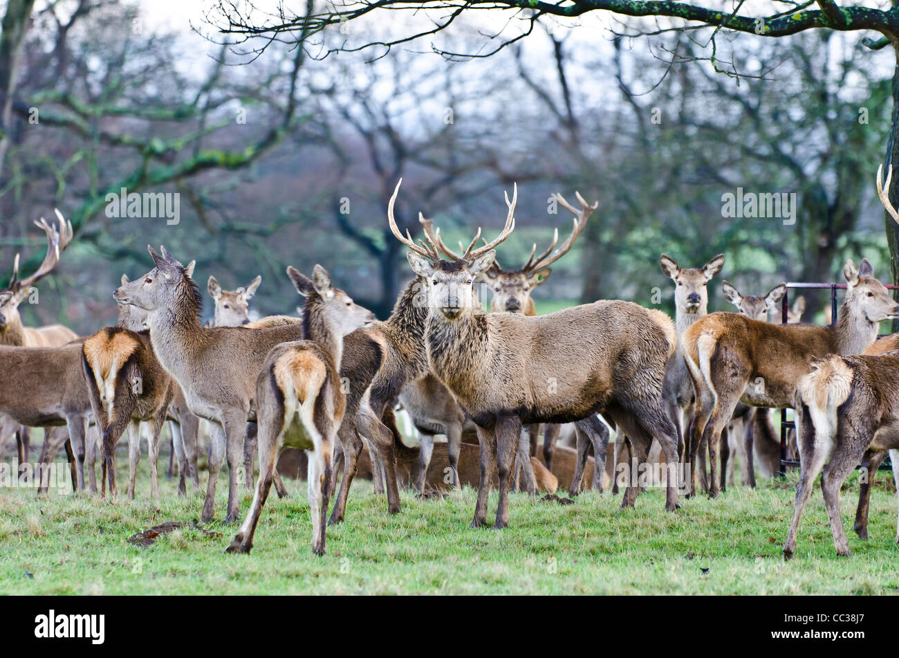 Red Deer - Stags Stock Photo - Alamy