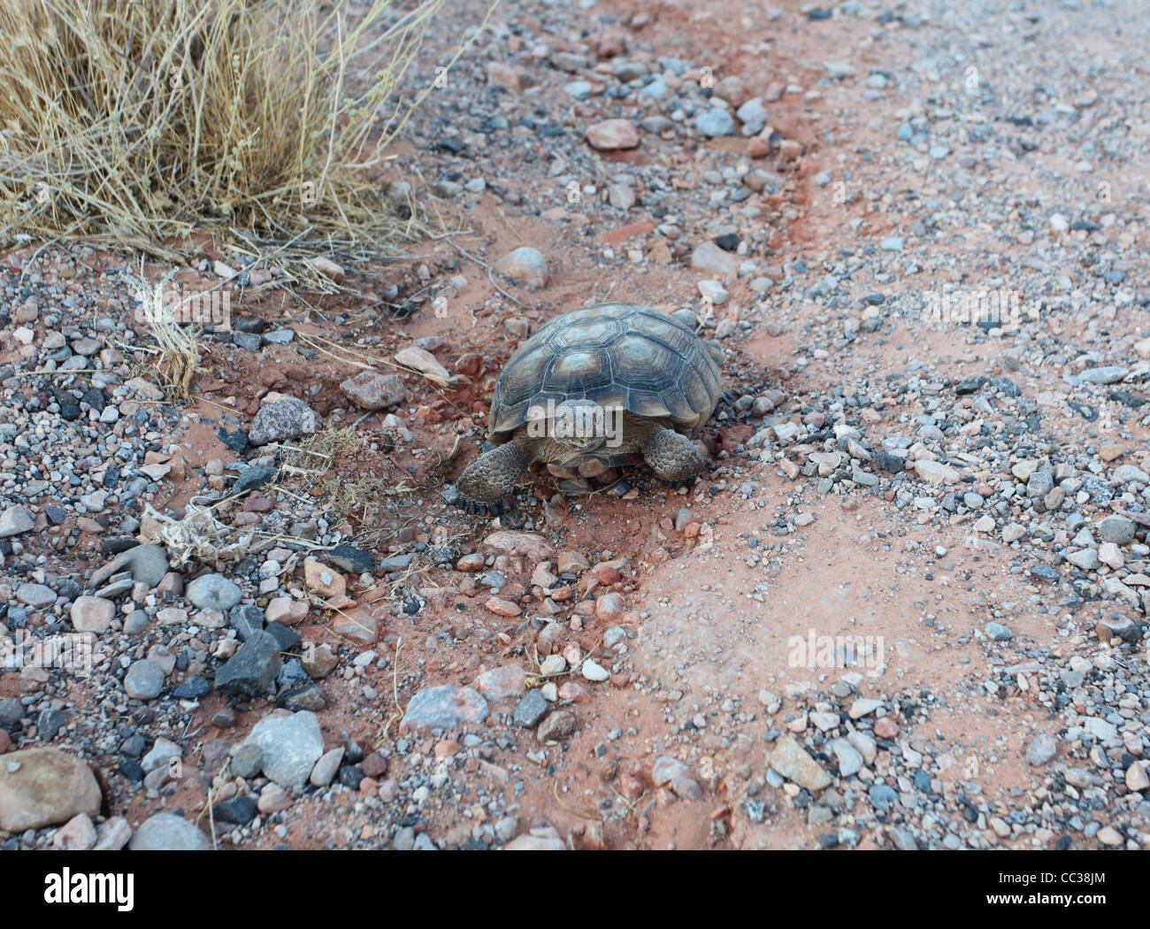 A Desert Tortoise in Valley of Fire State Park, Nevada, USA Stock Photo ...