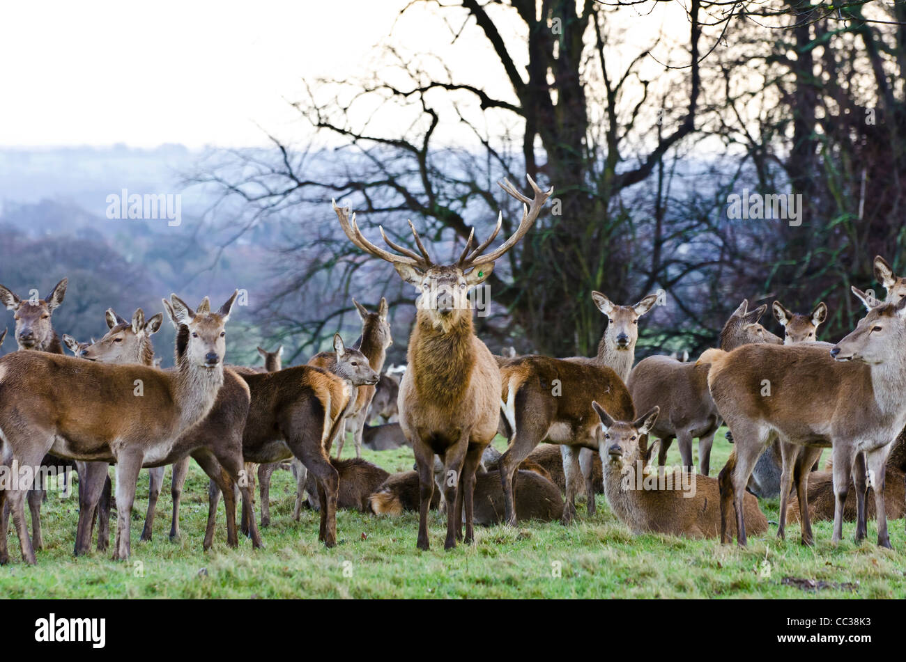 Various Shots from Fountains Abbey Deer Park Stock Photo - Alamy