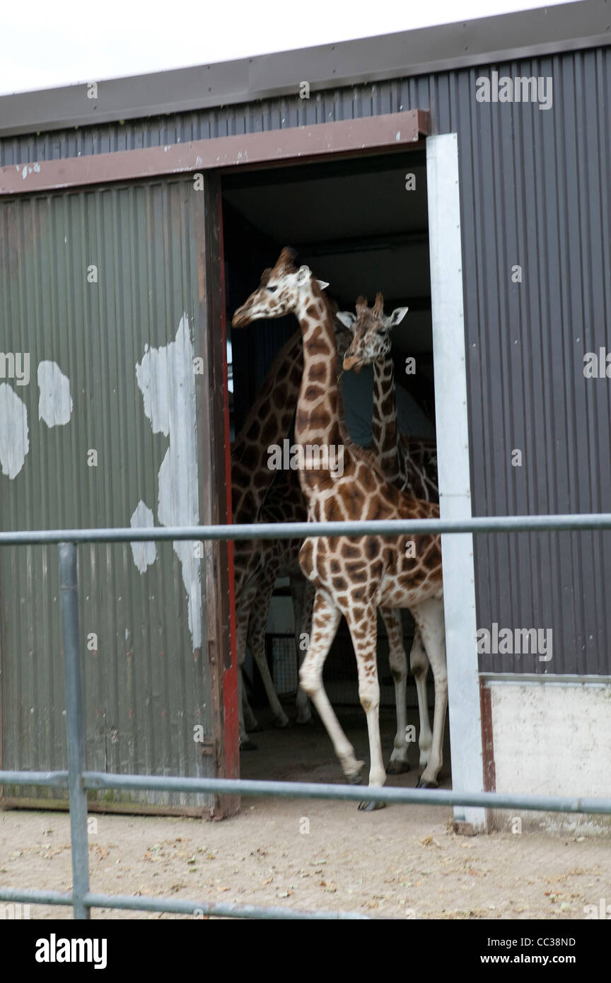 Rothschild Giraffe in Fota Wildlife Park, Cork, Ireland Stock Photo - Alamy