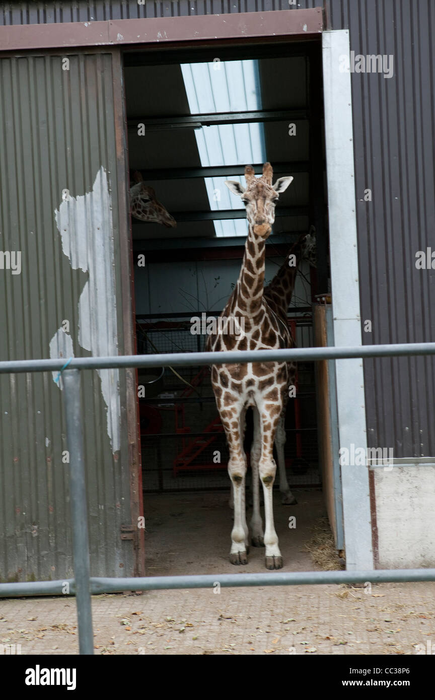 Rothschild Giraffe in Fota Wildlife Park, Cork, Ireland Stock Photo - Alamy