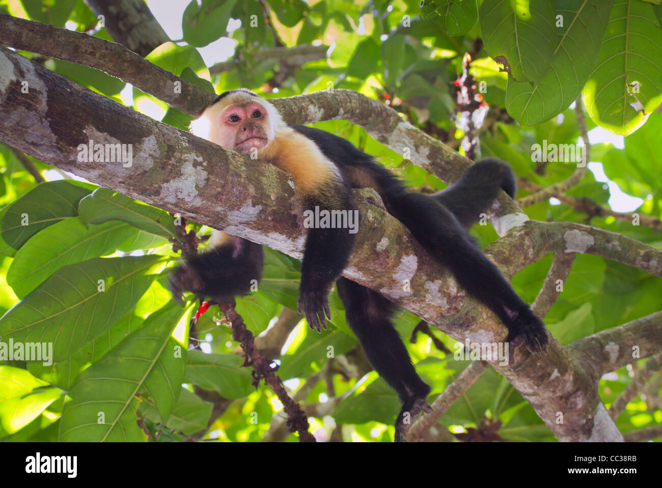 white-headed capuchin (Cebus capucinus) taking rest in a tree Stock ...
