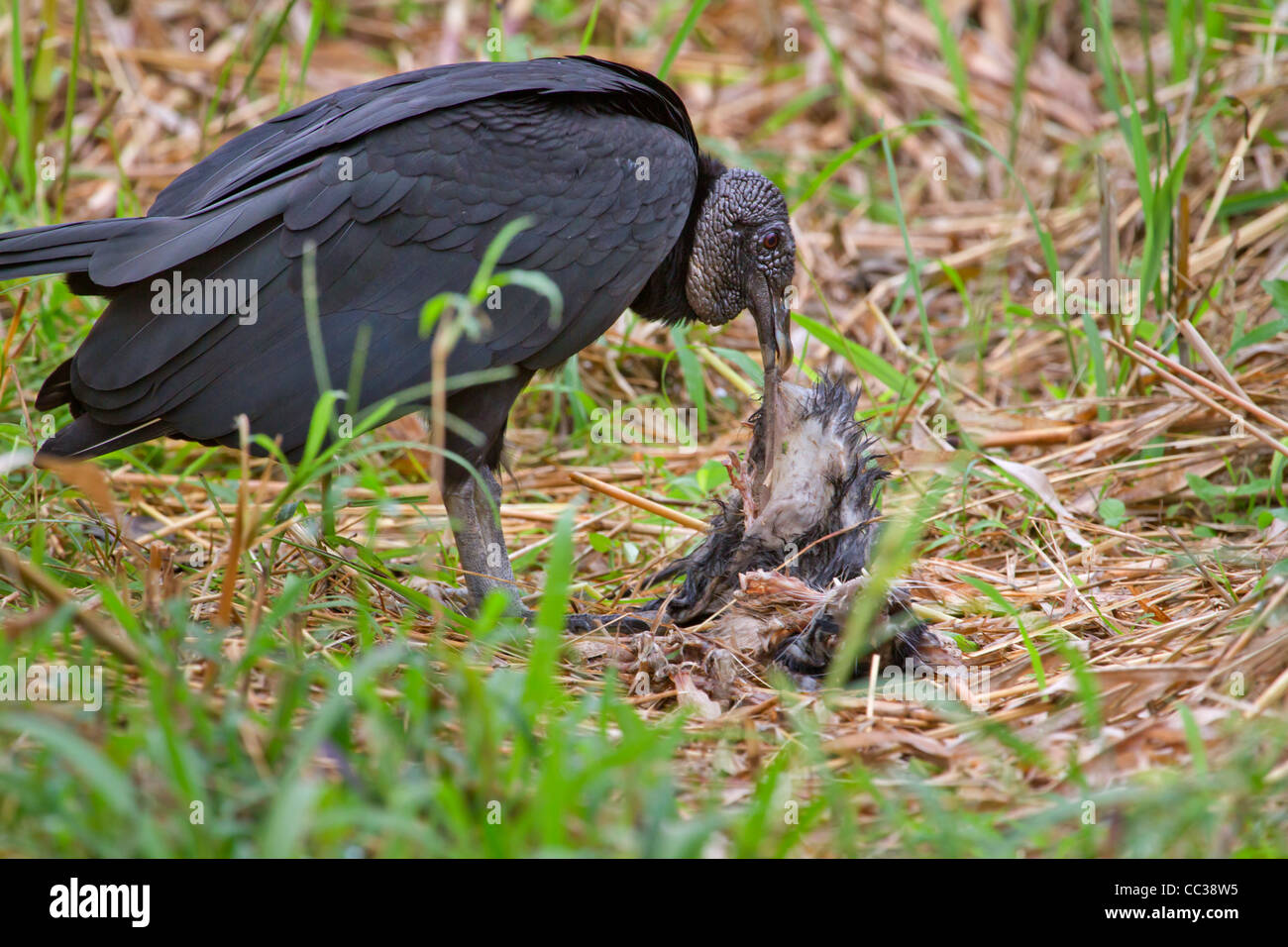 Black vulture (Coragyps atratus) eating a dead opossum Stock Photo - Alamy