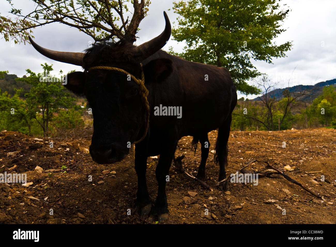 chamula festival bulls danger mexico Stock Photo - Alamy