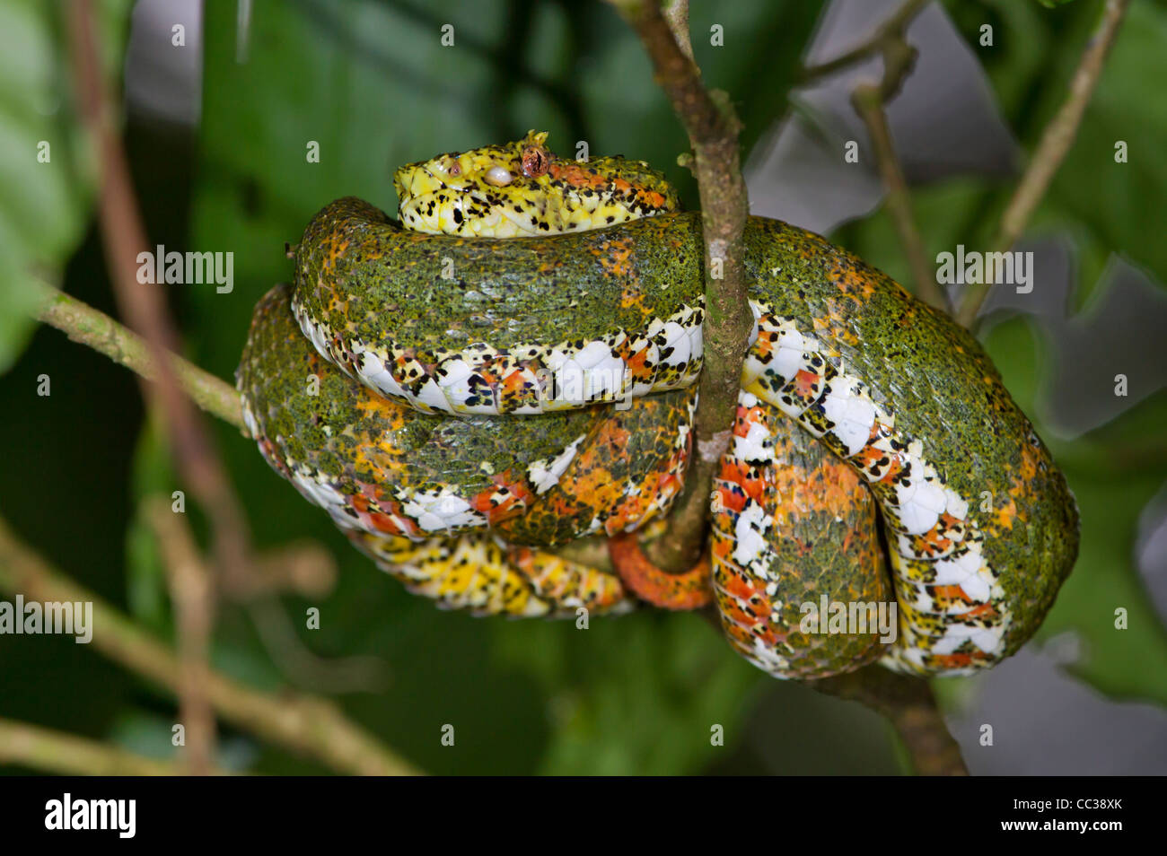 Eyelash viper hi-res stock photography and images - Alamy