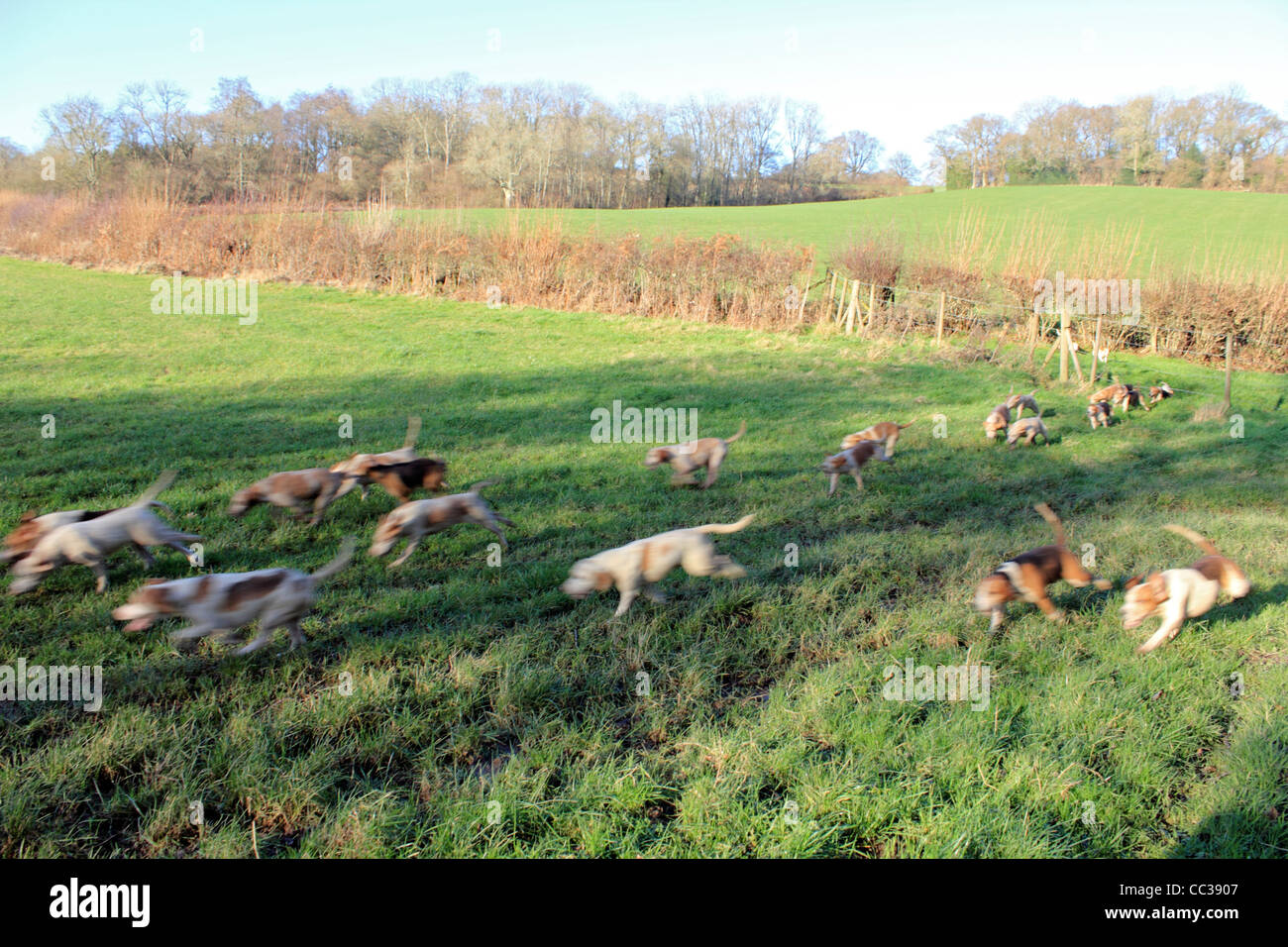 Dog coursing with pack hounds. Ardingly East Sussex England UK Stock ...