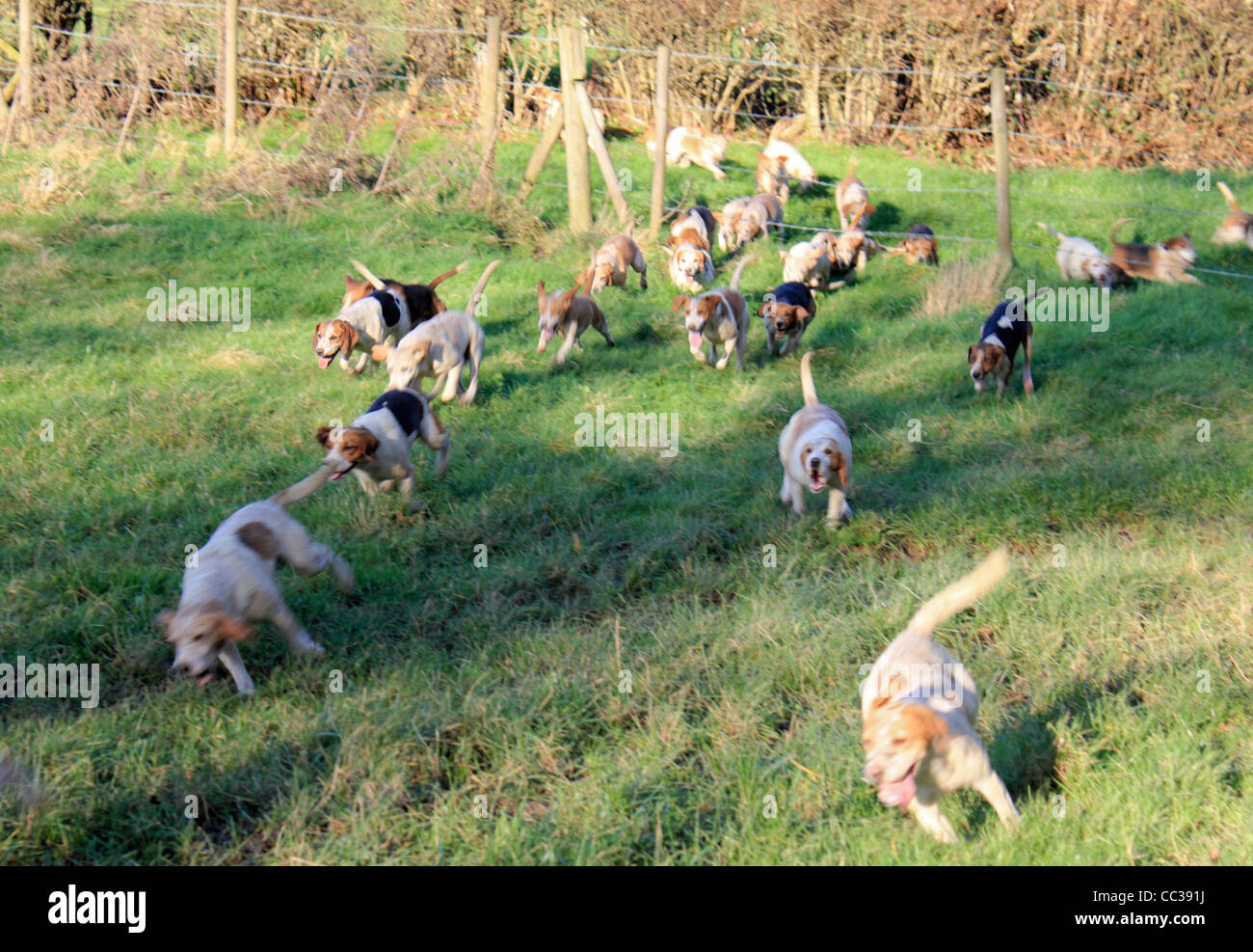 Dog coursing with pack hounds. Ardingly East Sussex England UK Stock ...