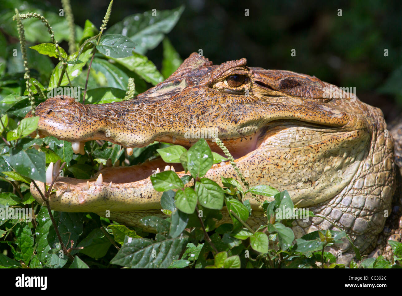 Spectacled caiman (Caiman crocodilus) hiding in grass at Cano Negro ...