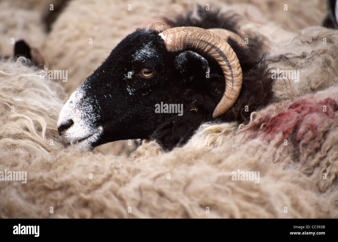 Closeup of Swaledale ewe's head in a tightly packed flock of sheep ...