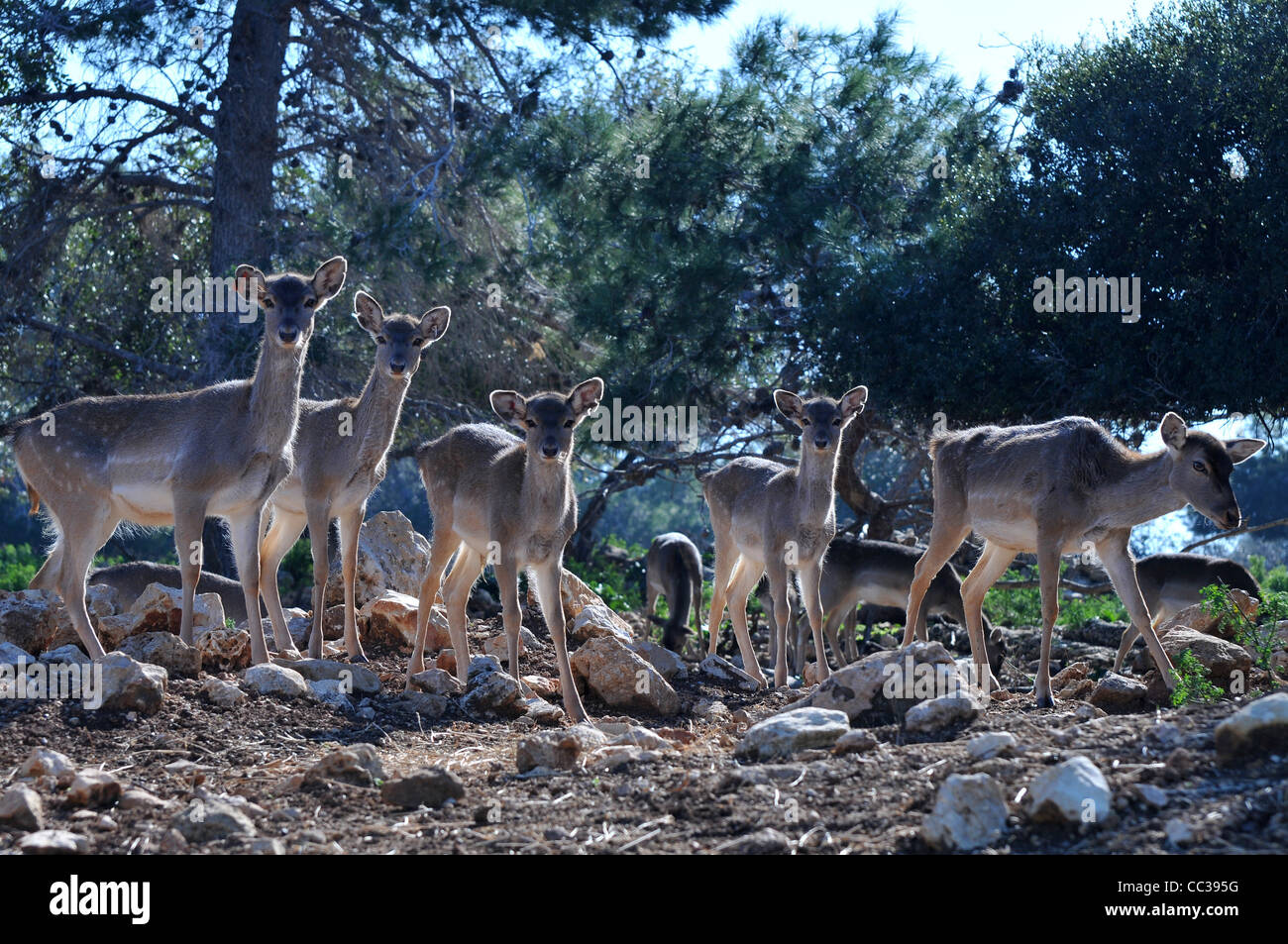 Persian Fallow Deer in the Hi-Bar Nature reserve, Carmel, Israel, Photo ...