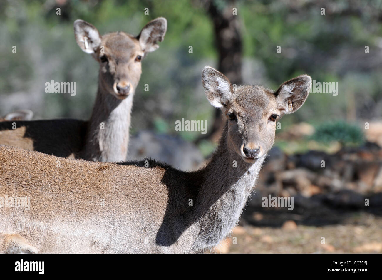 Persian Fallow Deer in the Hi-Bar Nature reserve, Carmel, Israel, Photo ...