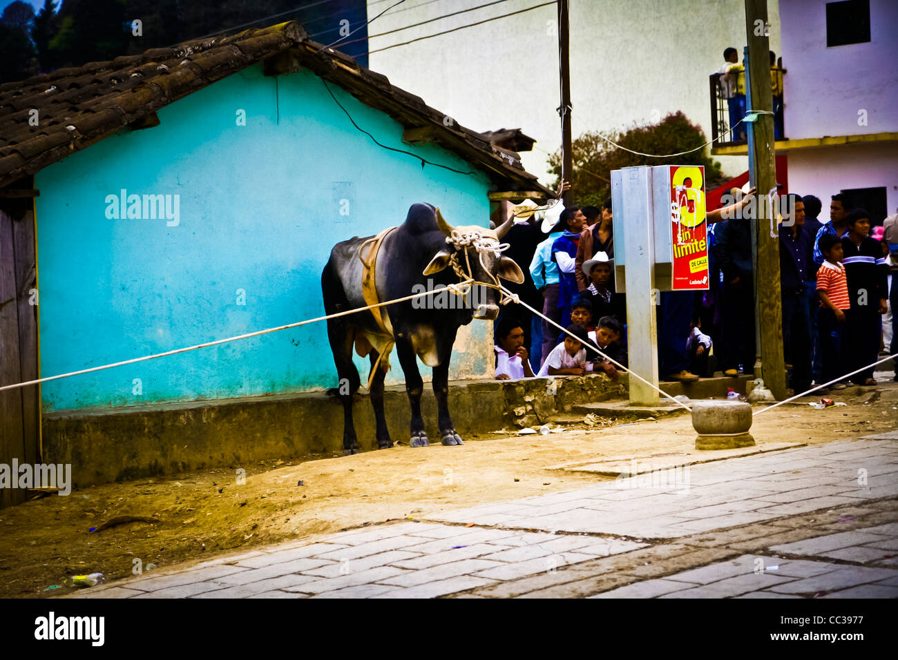 chamula festival bulls danger mexico Stock Photo - Alamy