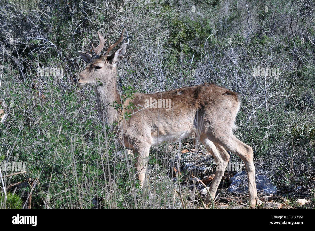 Persian Fallow Deer in the Hi-Bar Nature reserve, Carmel, Israel, Photo ...