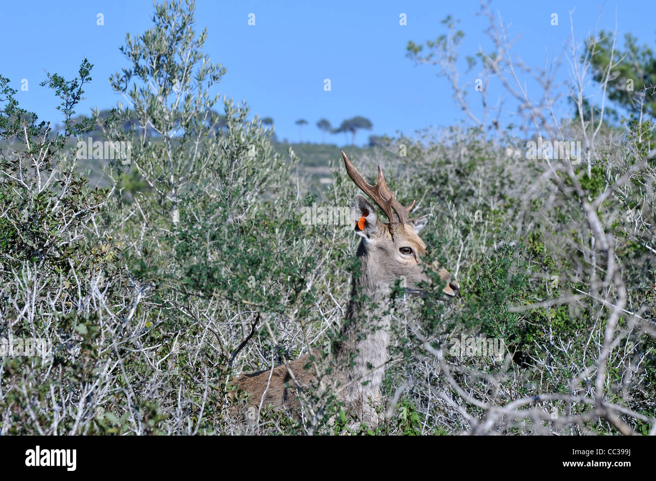 Persian Fallow Deer in the Hi-Bar Nature reserve, Carmel, Israel, Photo ...