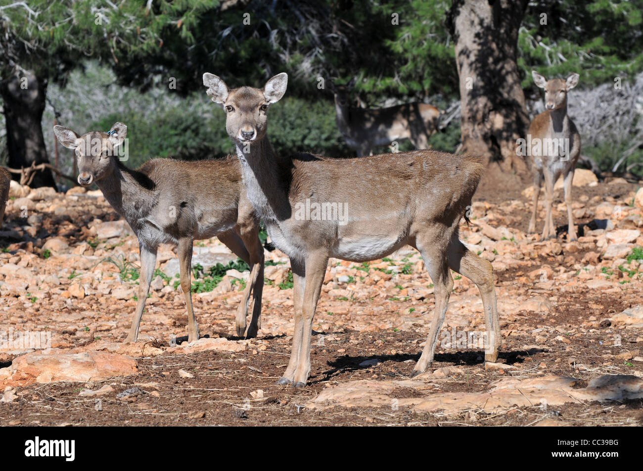 Persian Fallow Deer in the Hi-Bar Nature reserve, Carmel, Israel, Photo ...