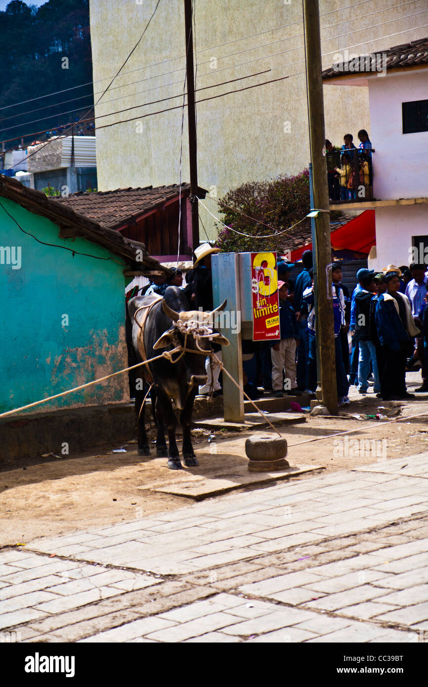 chamula festival bulls danger mexico Stock Photo - Alamy