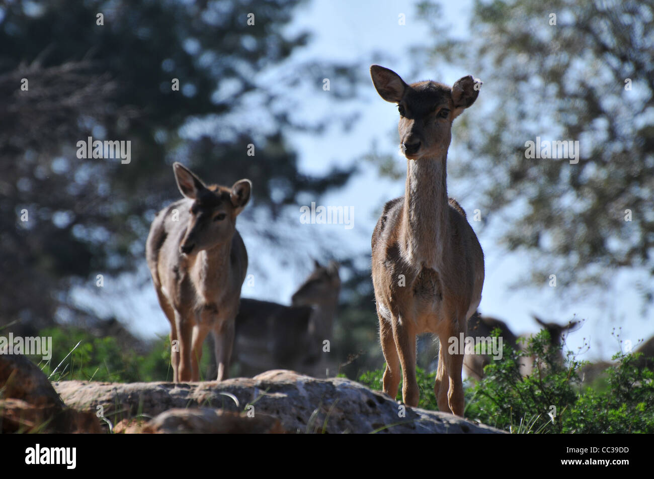 Persian Fallow Deer in the Hi-Bar Nature reserve, Carmel, Israel, Photo ...