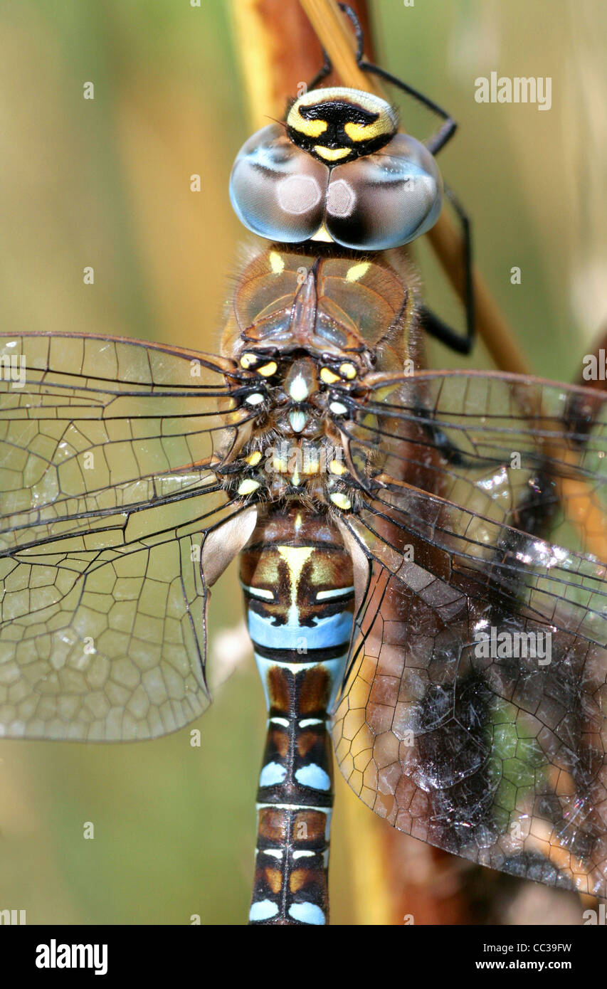 Colourful macro creature hi-res stock photography and images - Alamy