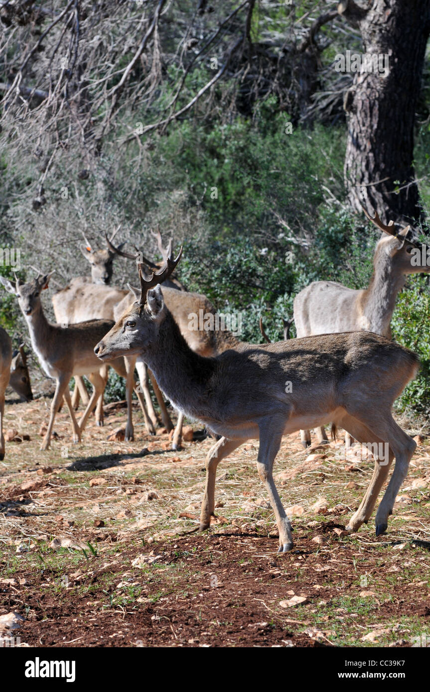 Persian Fallow Deer in the Hi-Bar Nature reserve, Carmel, Israel, Photo ...
