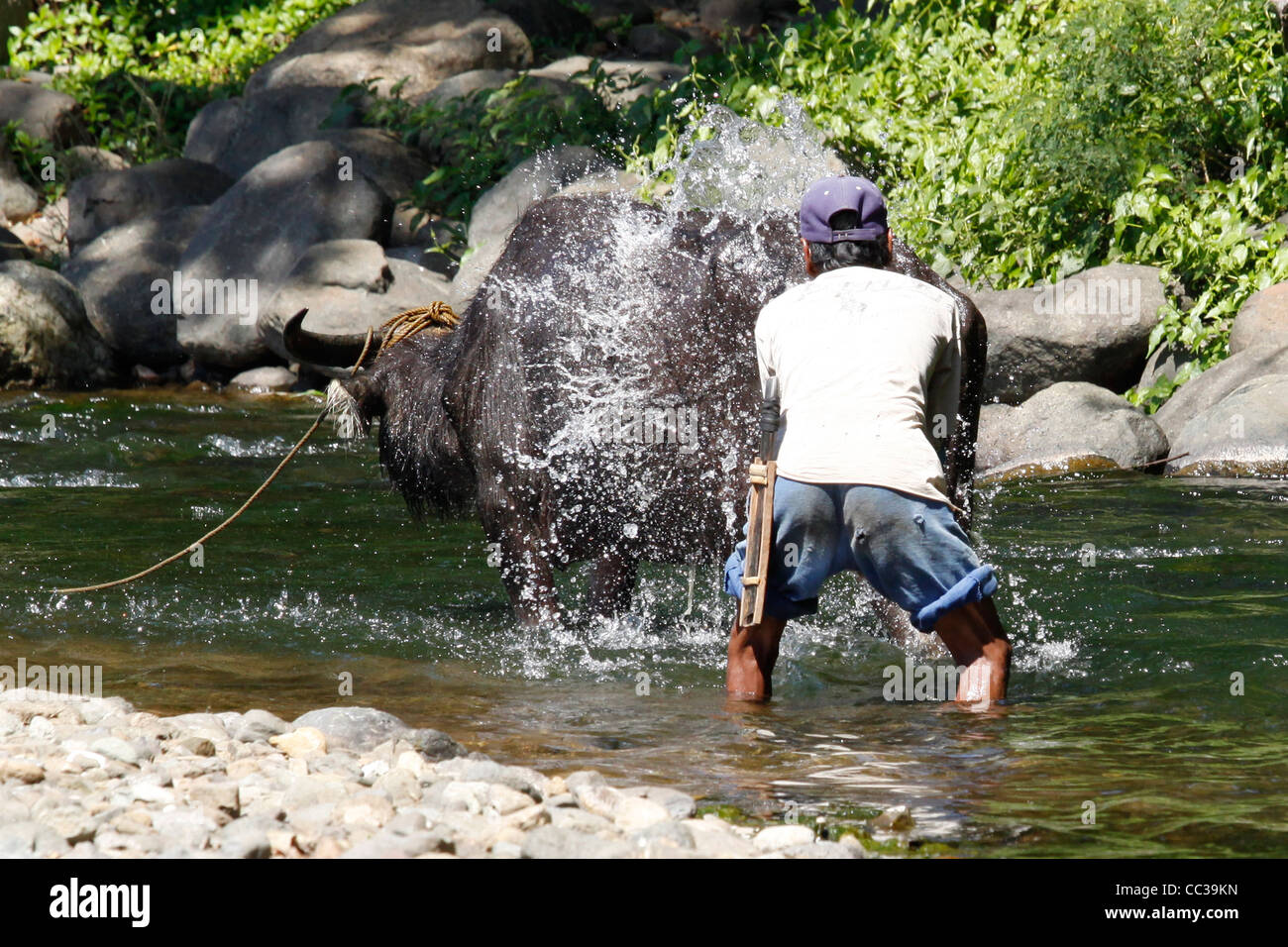 Philippine water buffalo hi-res stock photography and images - Alamy