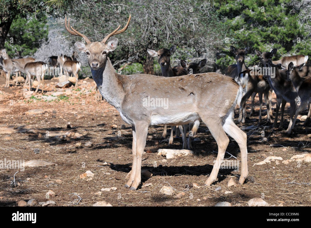 Persian Fallow Deer in the Hi-Bar Nature reserve, Carmel, Israel, Photo ...