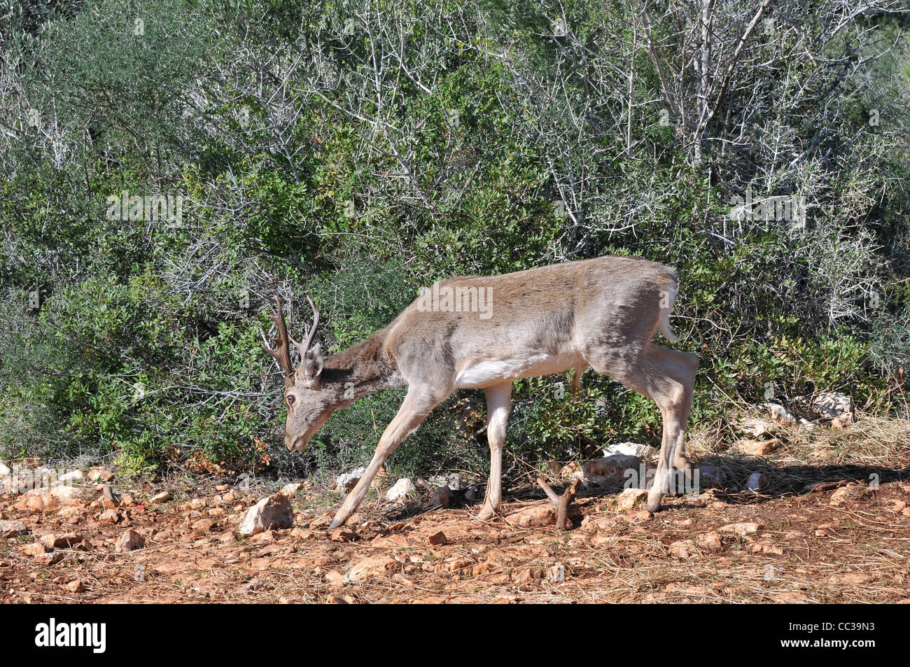 Persian Fallow Deer in the Hi-Bar Nature reserve, Carmel, Israel, Photo ...