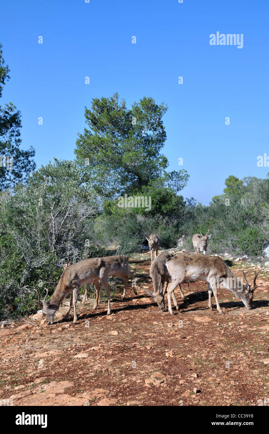 Persian Fallow Deer in the Hi-Bar Nature reserve, Carmel, Israel, Photo ...