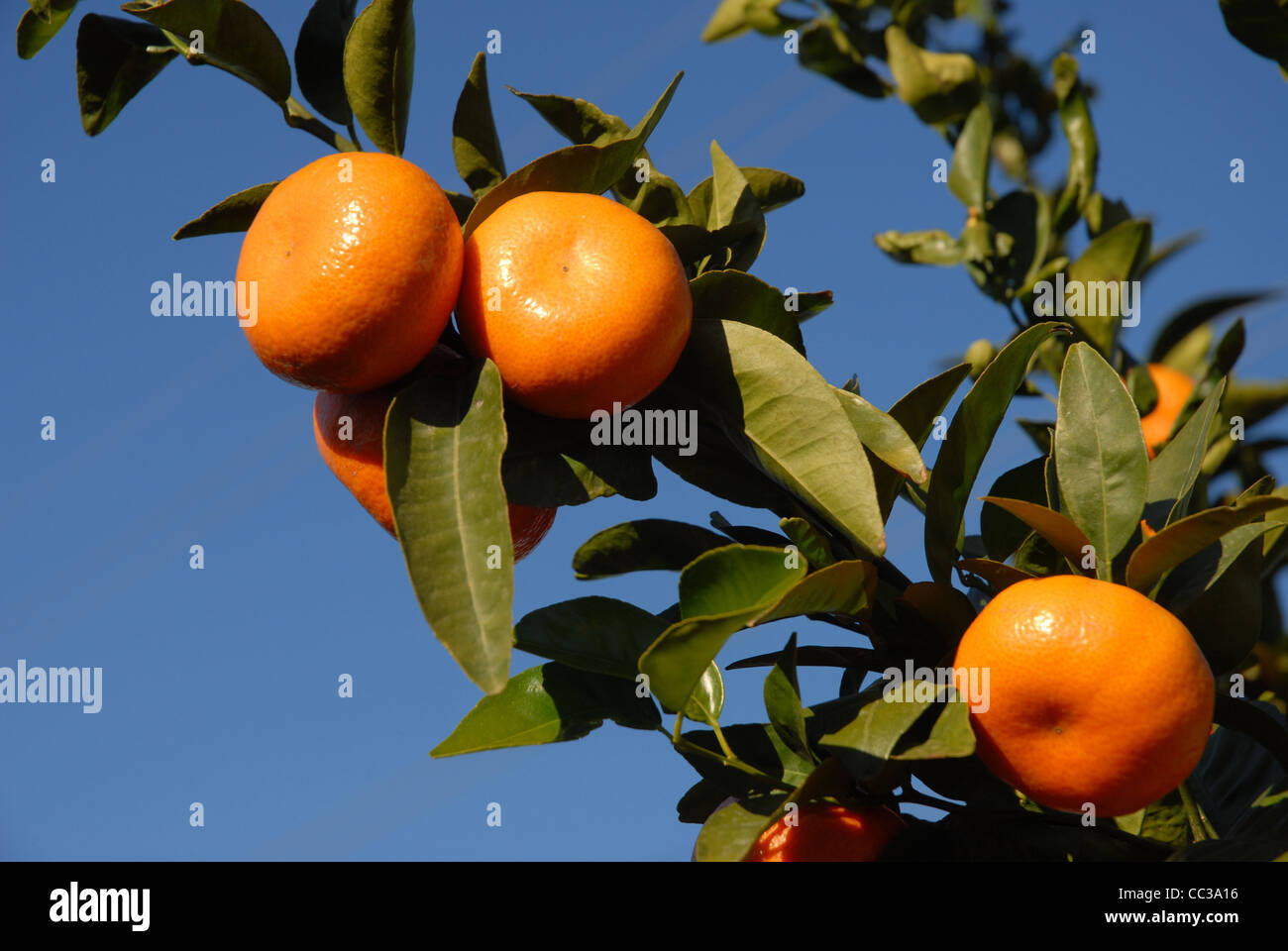 Valencia oranges picking hi-res stock photography and images - Alamy