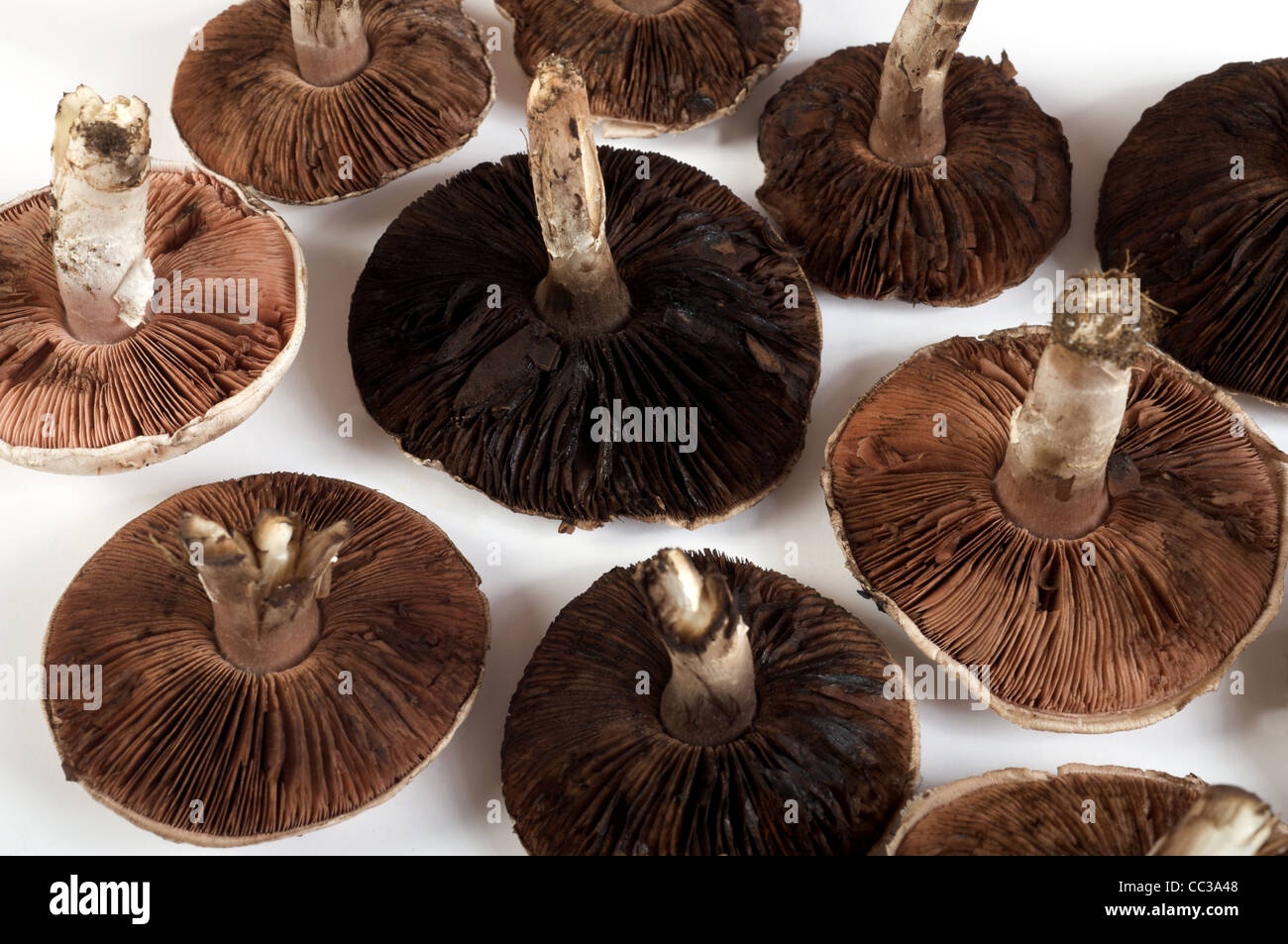 Freshly picked wild English mushrooms Stock Photo - Alamy
