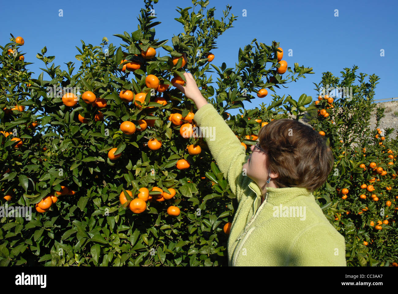 teenage girl picking ripe oranges from a tree, Pedreguer, Alicante ...