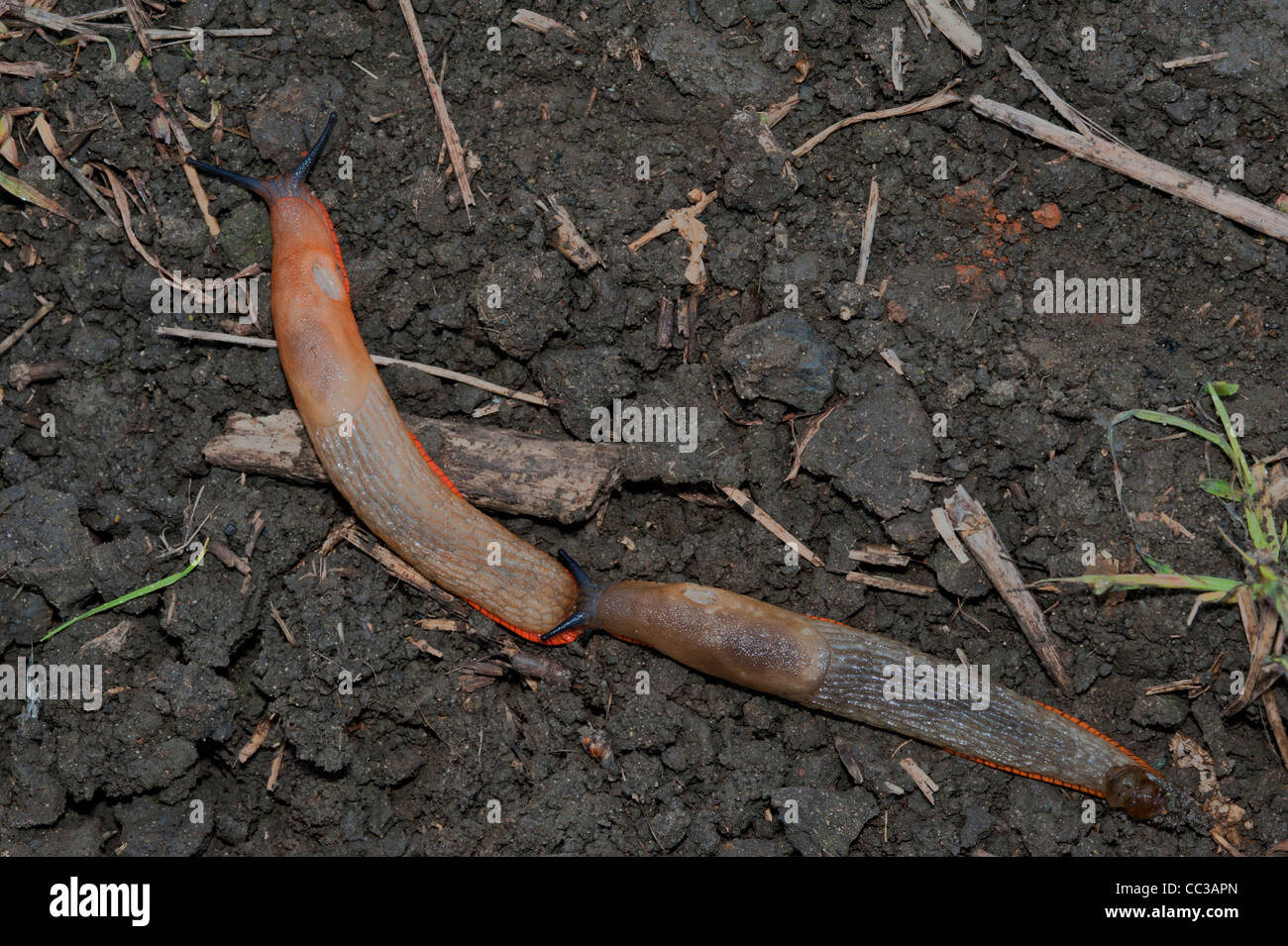 Two large black slugs Arion ater agg Stock Photo - Alamy