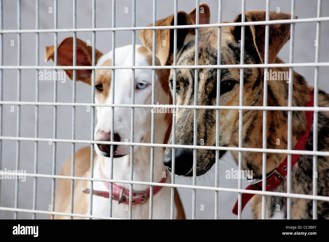 Two homeless dogs in a kennel waiting to be adopted Stock Photo - Alamy