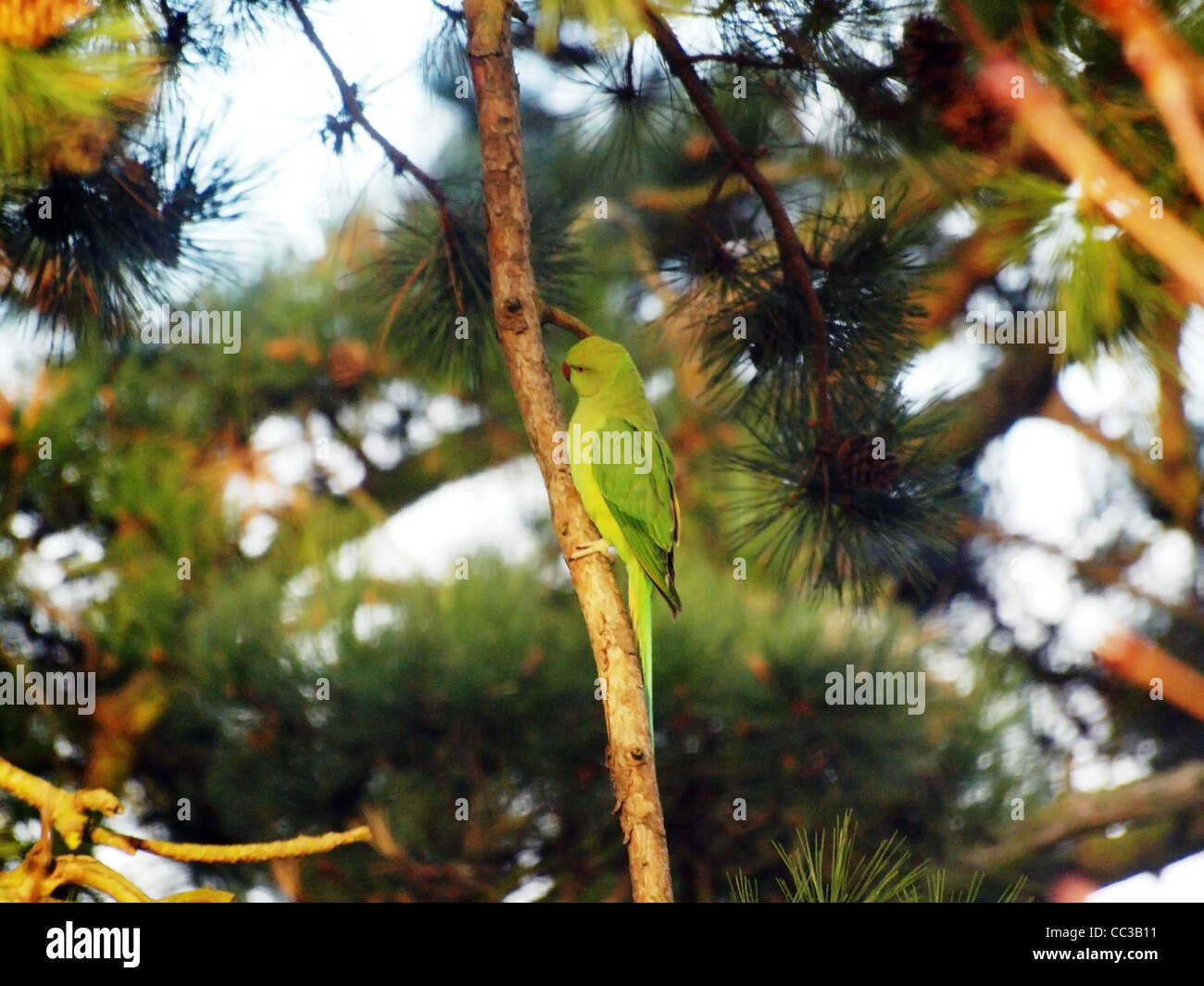 A feral Parakeet perches on a branch in south London, UK Stock Photo ...