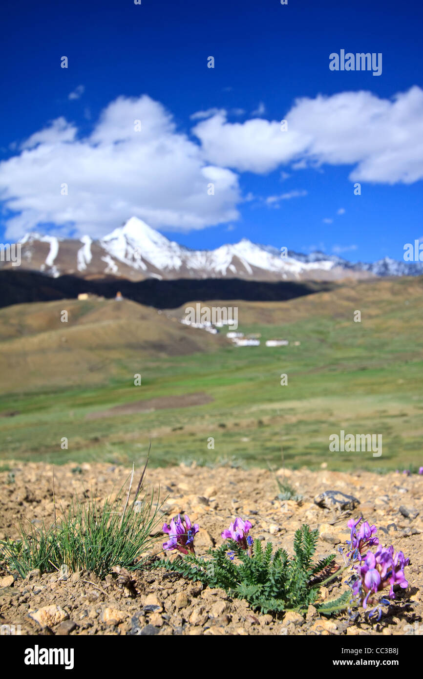 Valley of flowers himalayas hi-res stock photography and images - Alamy