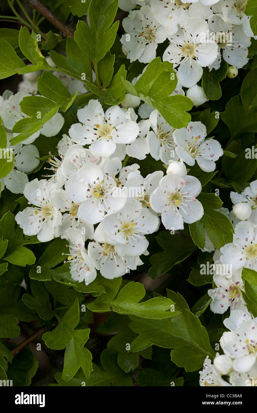 Hawthorn hedges hi-res stock photography and images - Alamy