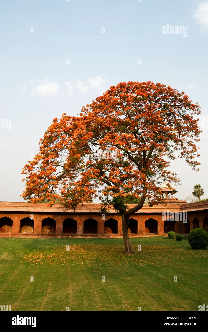 A tree with red foliage in the gardens of the Taj Mahal complex, Agra ...