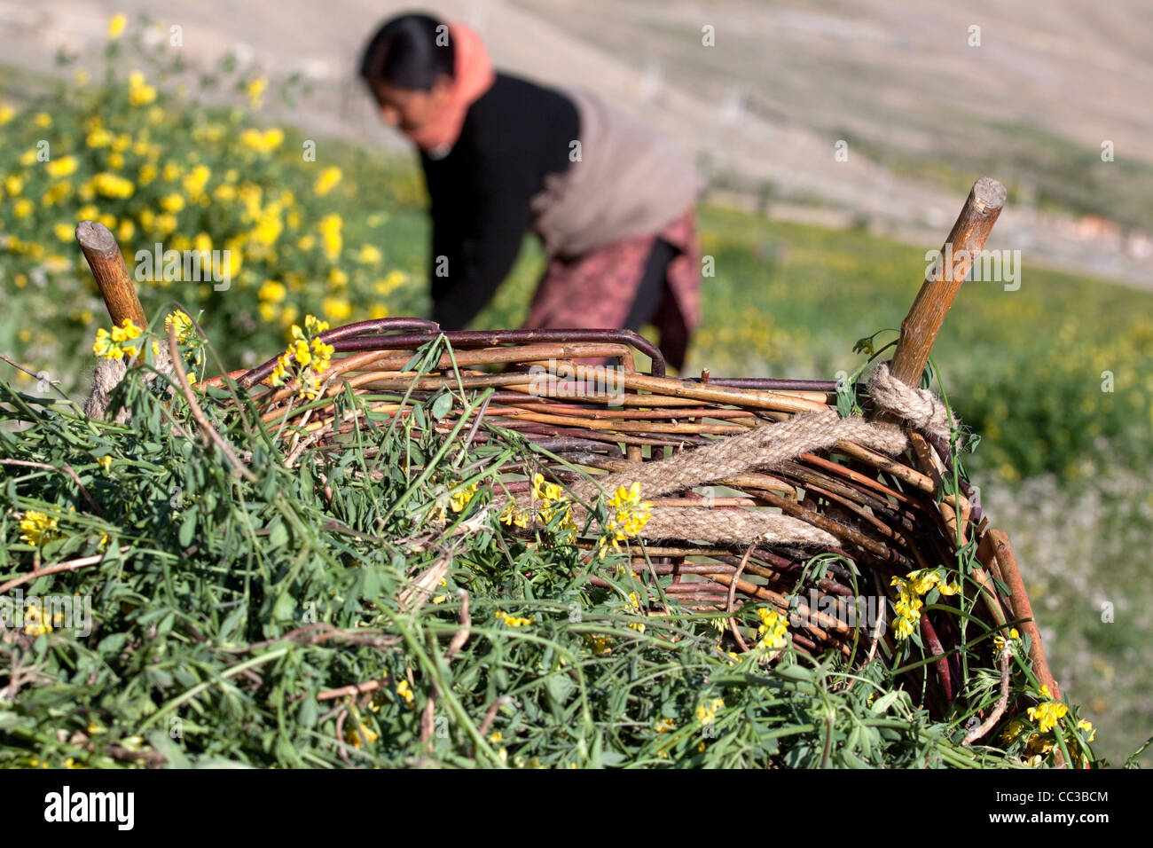 Fodder plants hi-res stock photography and images - Alamy