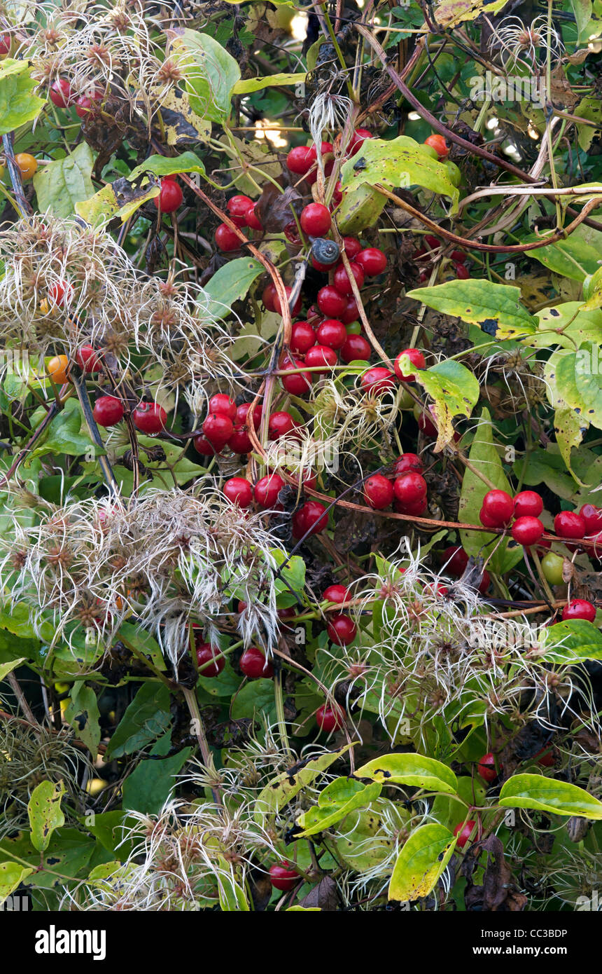 wild clematis clematis vitalba [Old Man's Beard] Stock Photo - Alamy