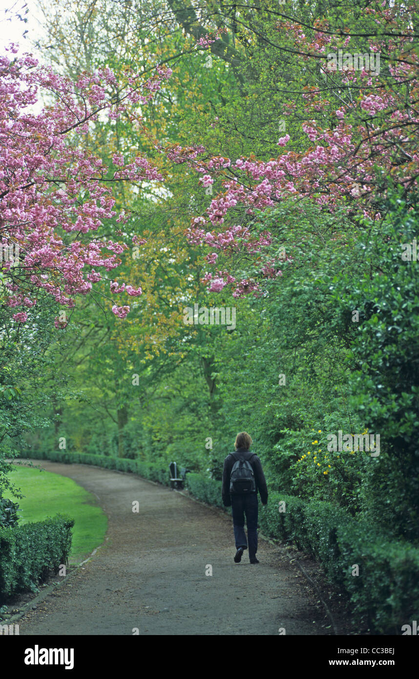 Spring flowers in bruges belgium hi-res stock photography and images ...
