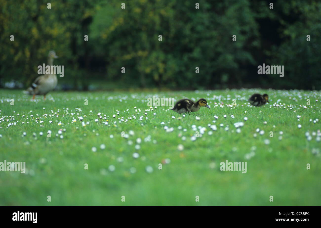 Mallard ducklings, Bruges, Belgium Stock Photo - Alamy